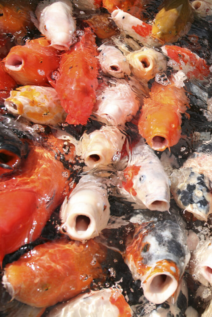 Information on Koi College Health - Michigan Koi